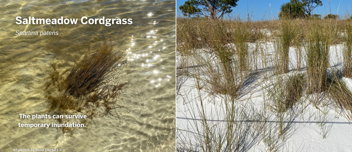 9 Coastal Plants that Restore and Stabilize Coastal Dunes