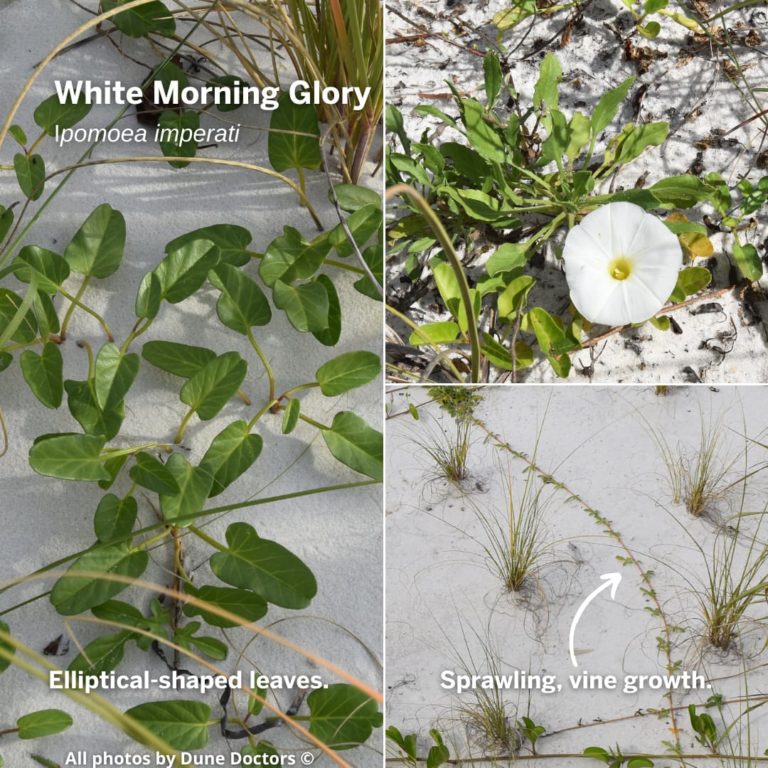 9 Coastal Plants that Restore and Stabilize Coastal Dunes